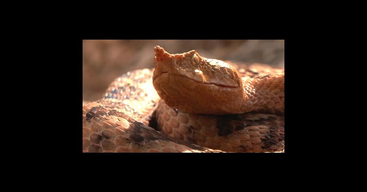 La selva en casa: Programa 2 Video | Mediaset Infinity