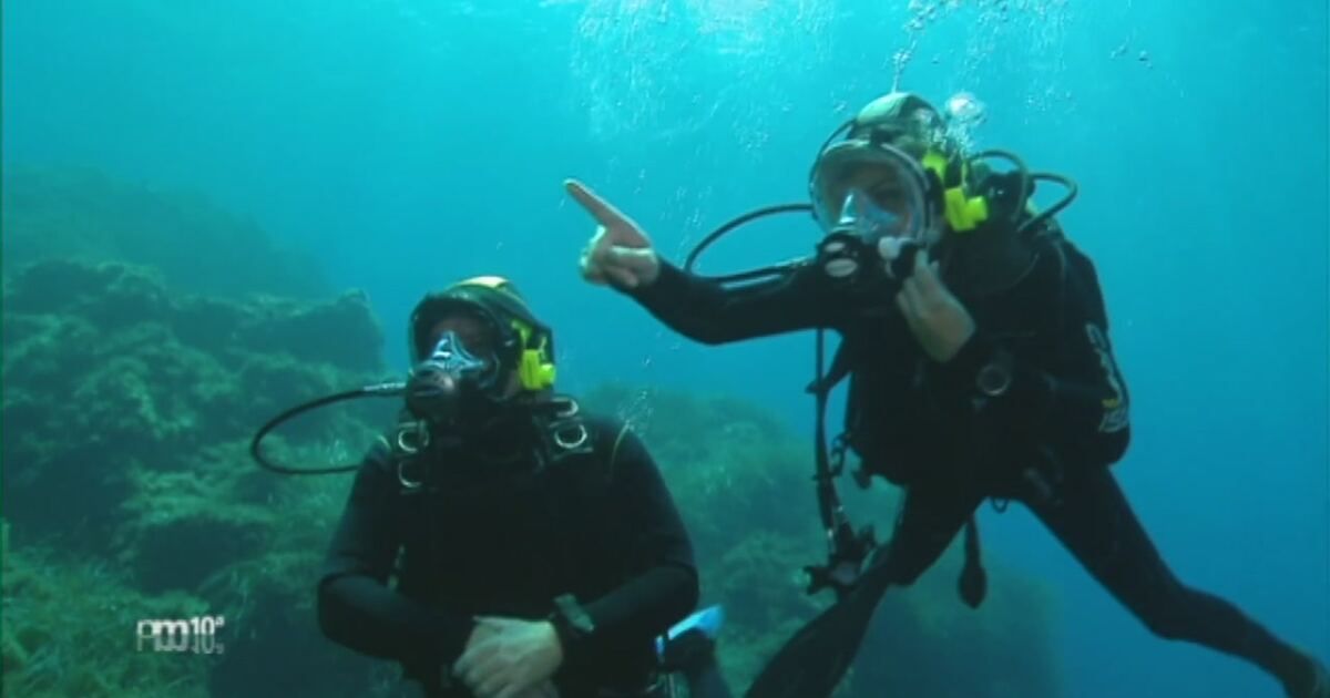 Pianeta Mare: Un'immersione nel Mediterraneo Video | Mediaset Infinity