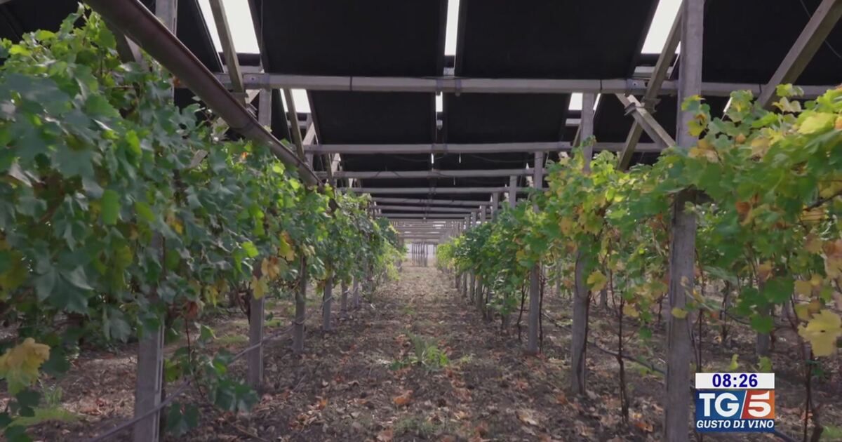 TG5: Gusto di Vino - Fotovoltaico e vigneti Video | Mediaset Infinity