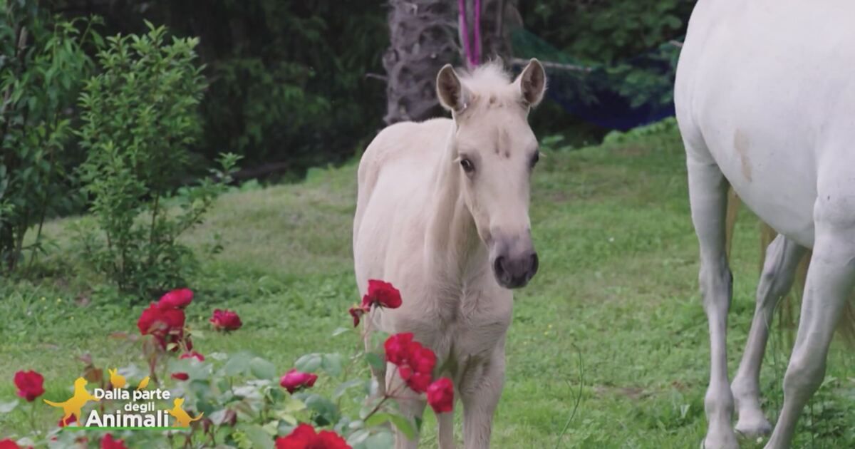 Dalla parte degli animali: Un cavallo per amico - il cavallo andaluso ...