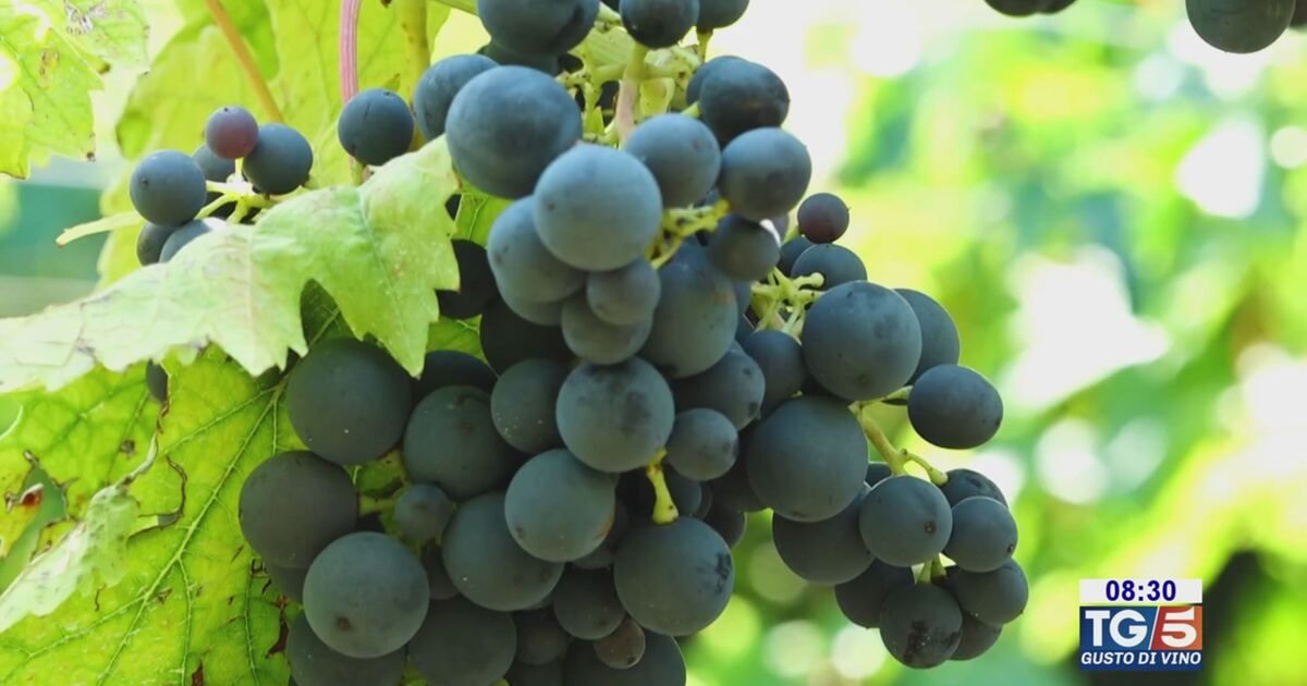 TG5: Gusto di Vino: la vendemmia Video | Mediaset Infinity