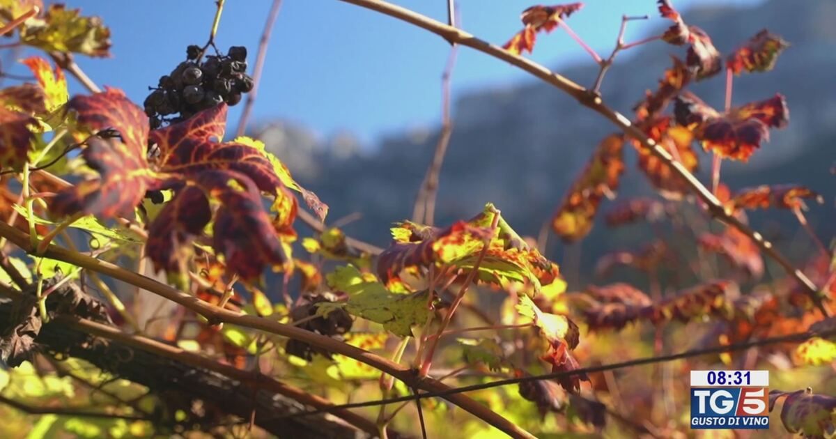 TG5: Gusto DiVino: l'Enantio Video | Mediaset Infinity