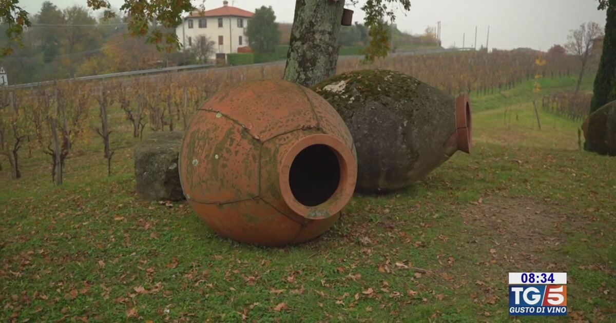 TG5: Gusto di Vino: l'utilizzo delle anfore Video | Mediaset Infinity