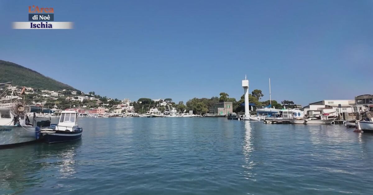 L'arca di Noè: Puntata del 12 ottobre Video | Mediaset Infinity