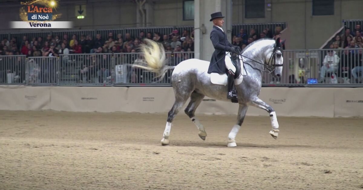 L'arca di Noè: Passione Cavallo Video | Mediaset Infinity