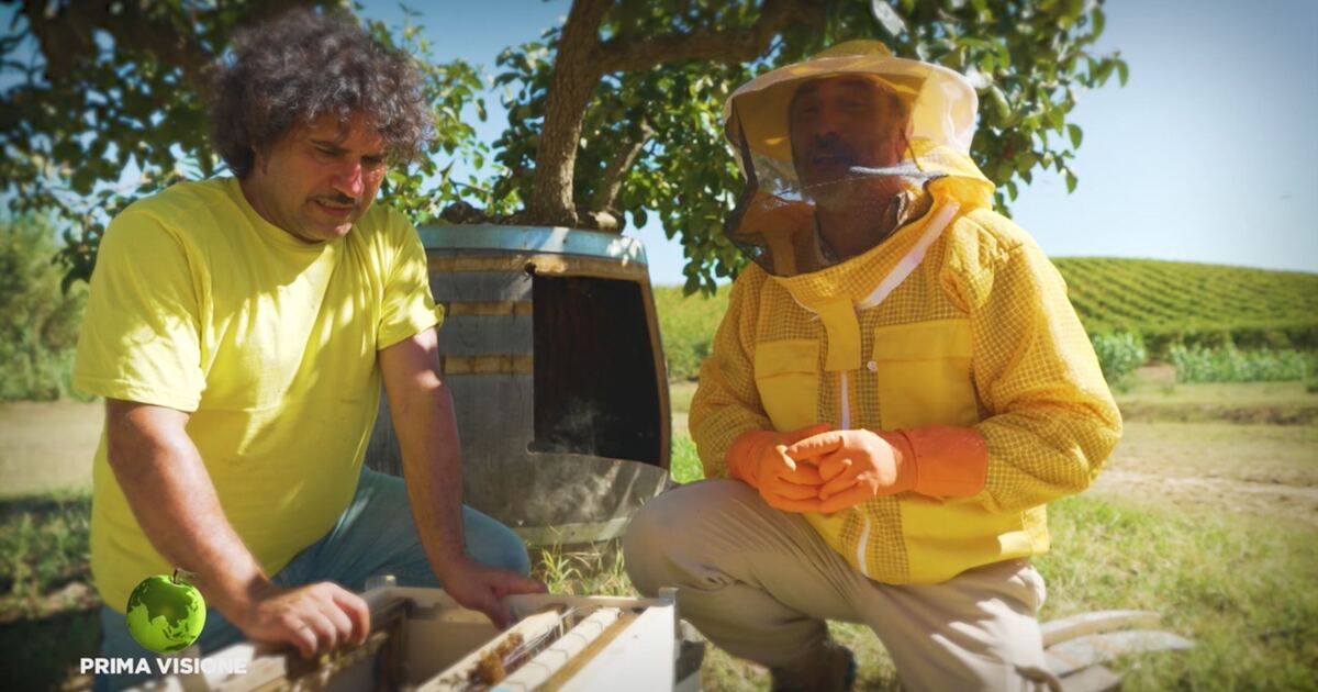 Melaverde: Una colonia di api nere siciliane Video | Mediaset Infinity