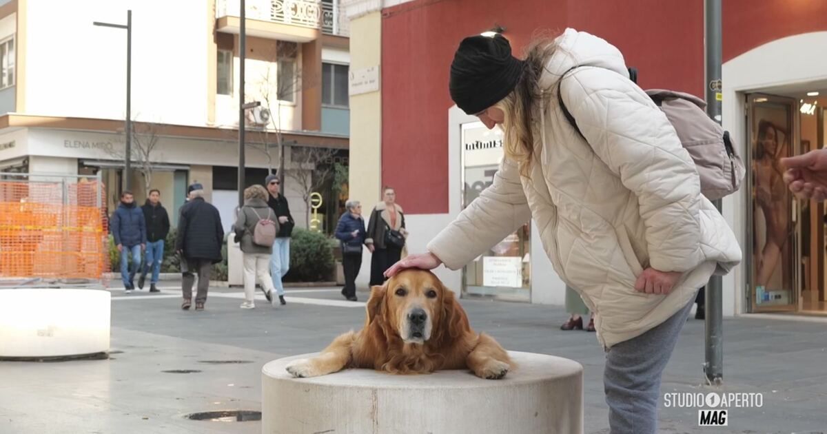 Studio Aperto MAG: Charlie, il cane più amato di Bari Video | Mediaset ...