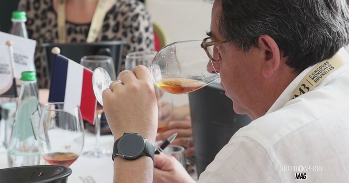 Studio Aperto MAG: Riflettori sui vini siciliani Video | Mediaset Infinity