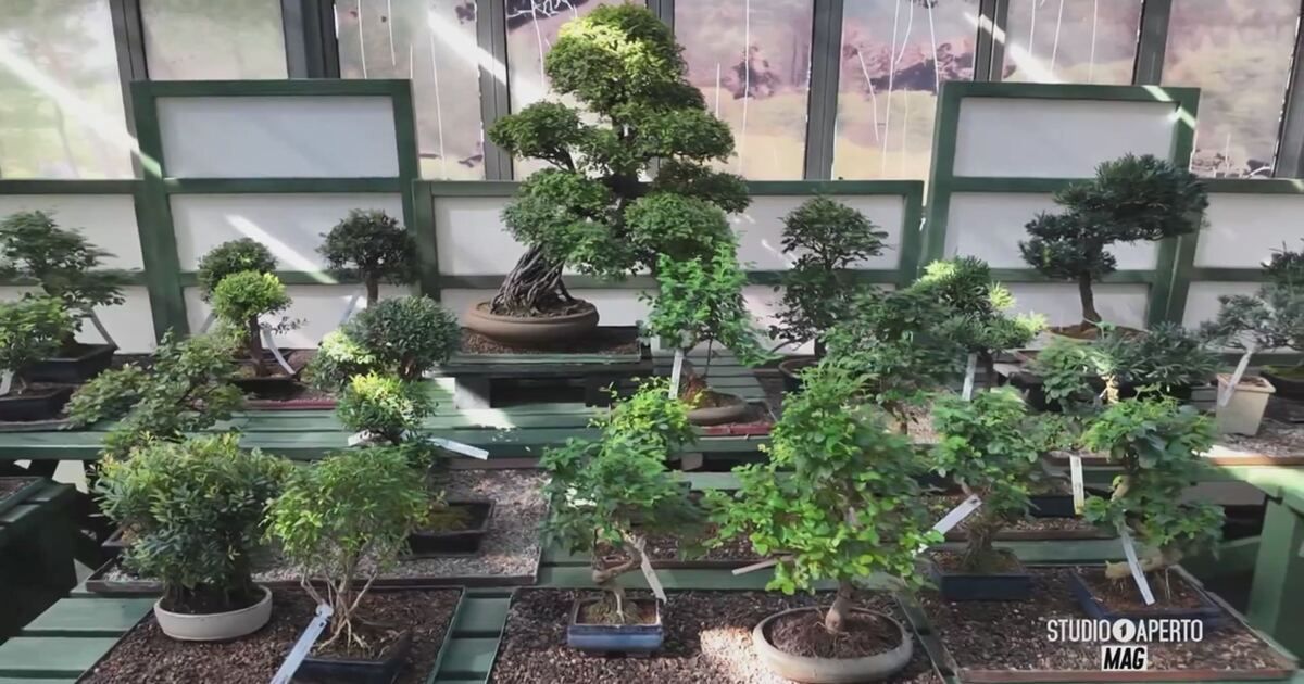 Studio Aperto MAG: L'antica arte dei bonsai Video | Mediaset Infinity