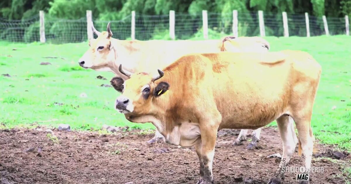 Studio Aperto MAG: La razza bovina Pontremolese Video | Mediaset Infinity