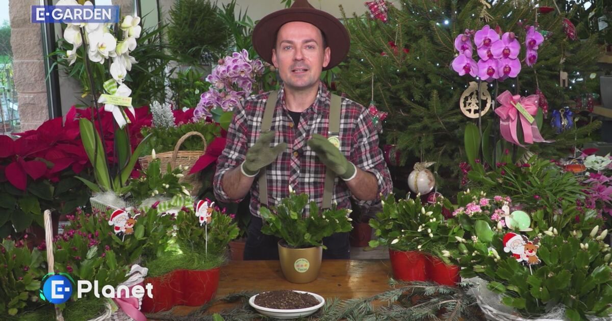 E-Planet: E-Garden: il cactus di Natale Video | Mediaset Infinity