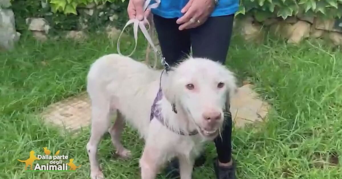 Dalla parte degli animali: Un miracolo della nostra Leida Video ...