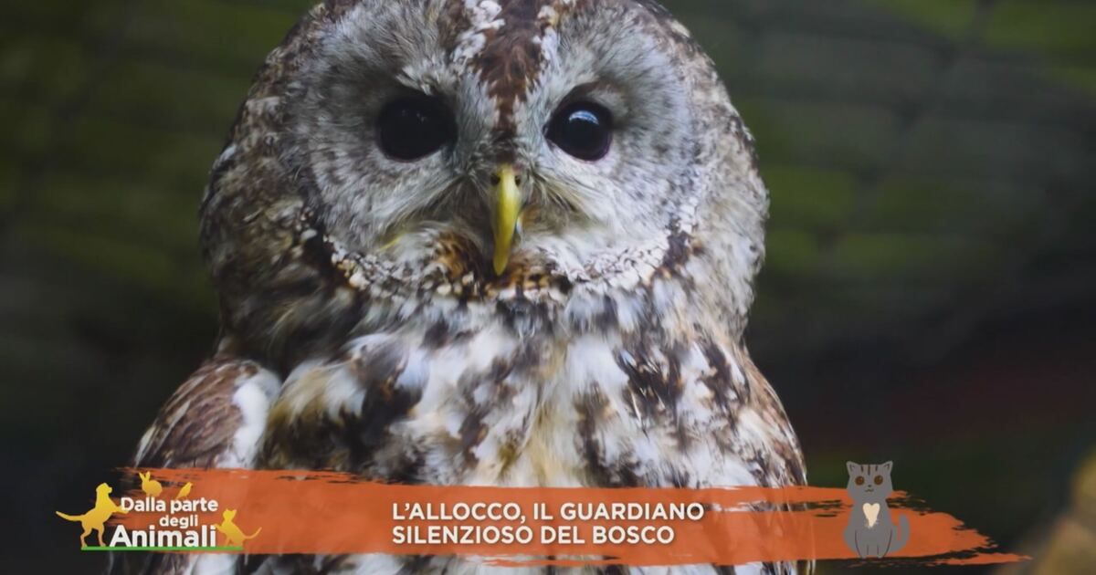 Dalla parte degli animali: L'allocco, il guardiano silenzioso del bosco ...