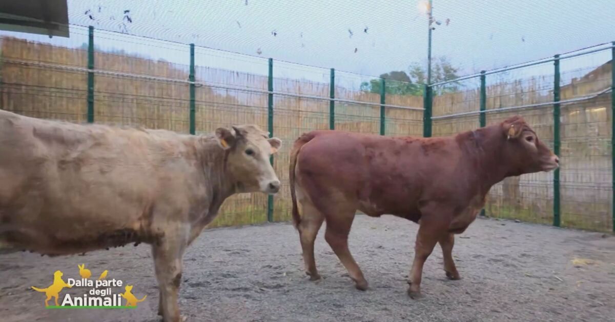 Dalla parte degli animali: Minerva finalmente al sicuro Video ...