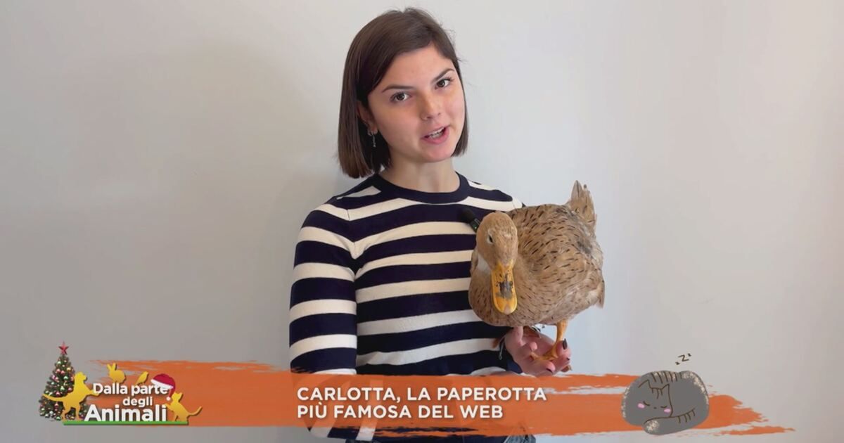 Dalla parte degli animali: Carlotta, la paperotta più famosa del web ...