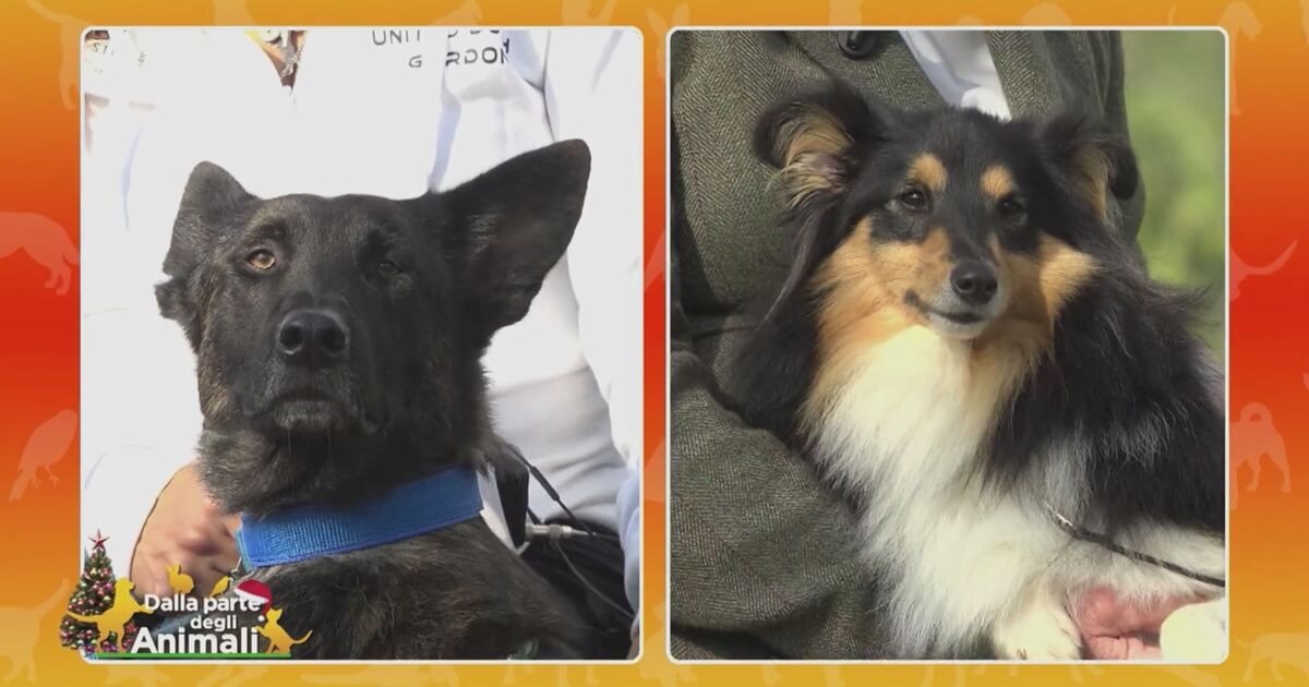 Dalla parte degli animali: Pastore olandese vs. Pastore scozzese ...