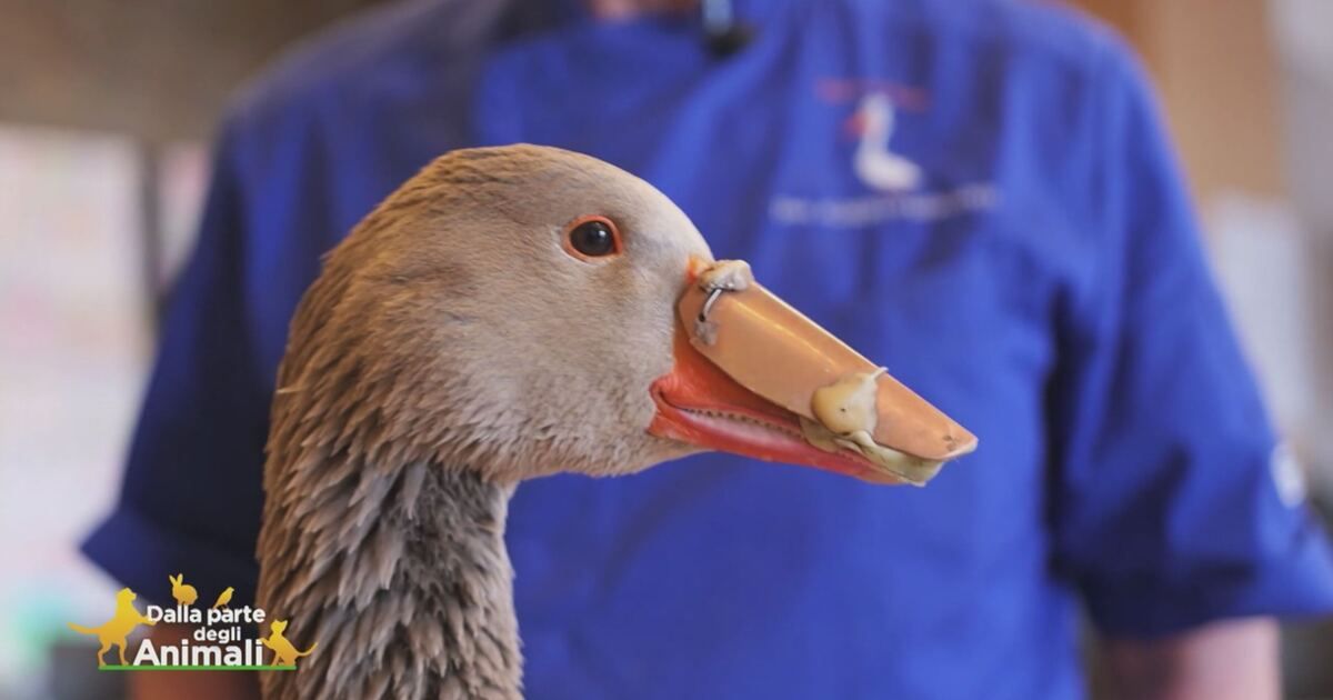 Dalla parte degli animali: L'oca dal becco di rame Video | Mediaset ...