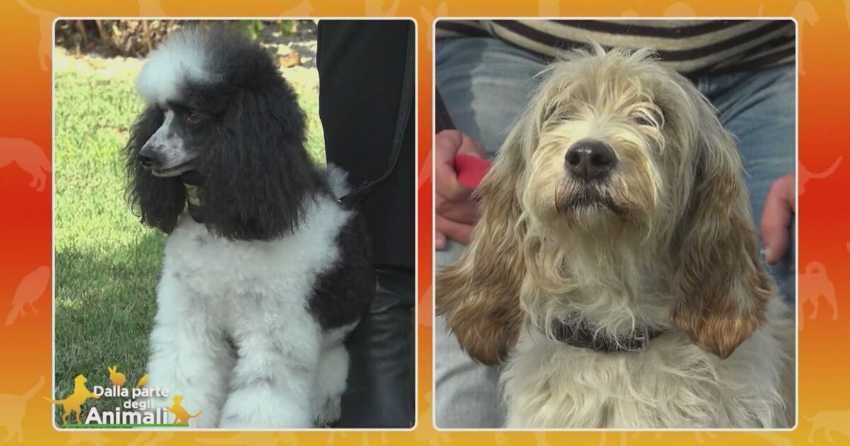 Dalla parte degli animali: Barbone italiano VS Briquet Griffon Vendeen ...
