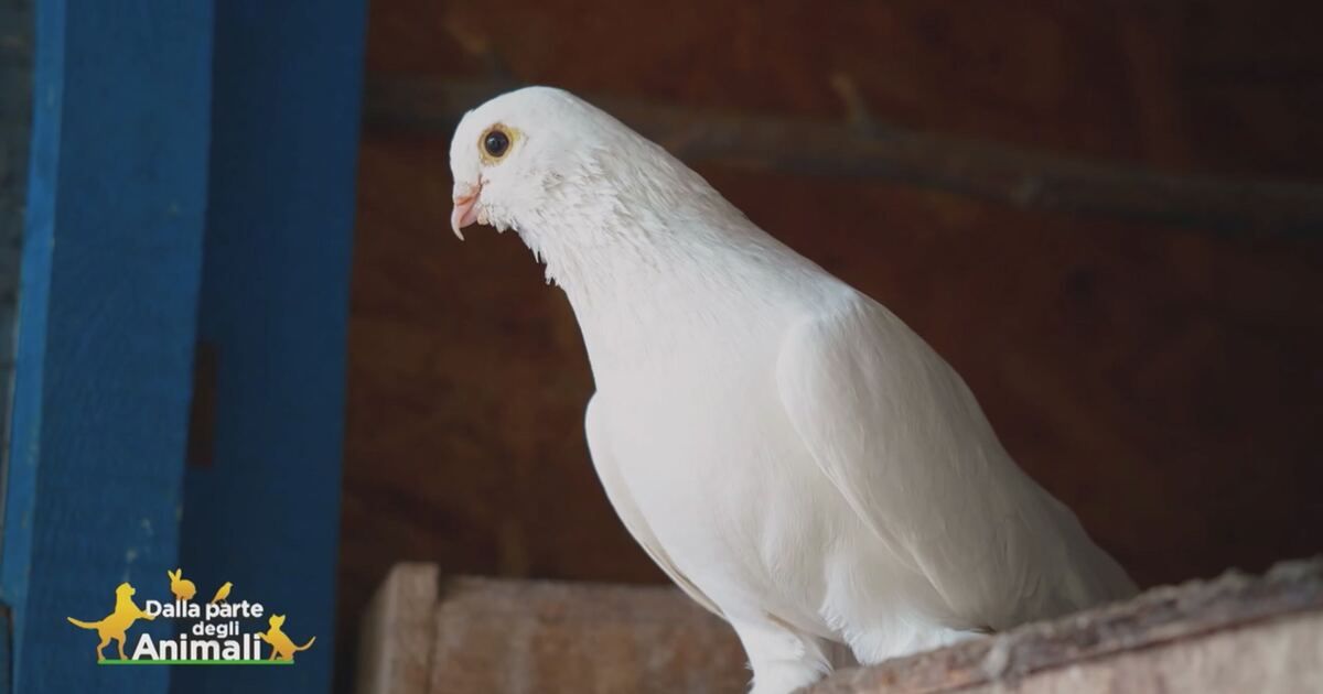 Dalla parte degli animali: I colombi, viaggiatori straordinari Video ...