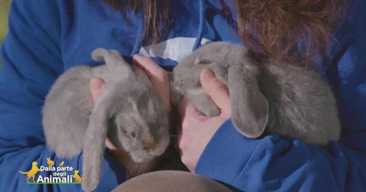 Dalla parte degli animali: I bellissimi Carlo e Camilla Video ...