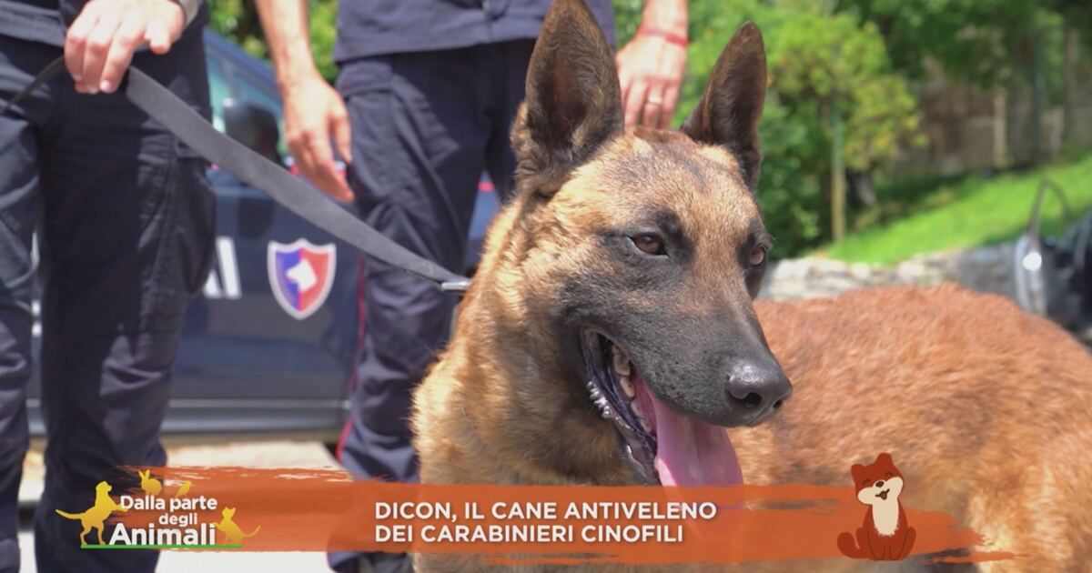 Dalla parte degli animali: Dicon, il cane antiveleno dei Carabinieri ...