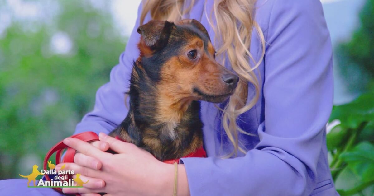 Dalla parte degli animali: Paquito e Cirillo Video | Mediaset Infinity