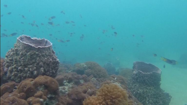 Studio Aperto: Gli oceani stanno morendo Video | Mediaset Infinity