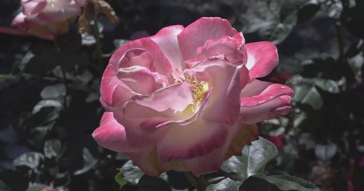 Studio Aperto: A Busalla torna la festa delle rose Video | Mediaset ...