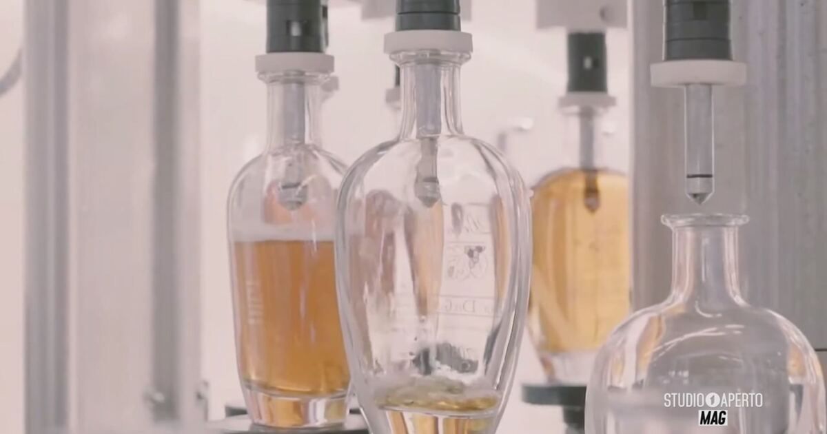 Studio Aperto MAG: La grappa Video | Mediaset Infinity