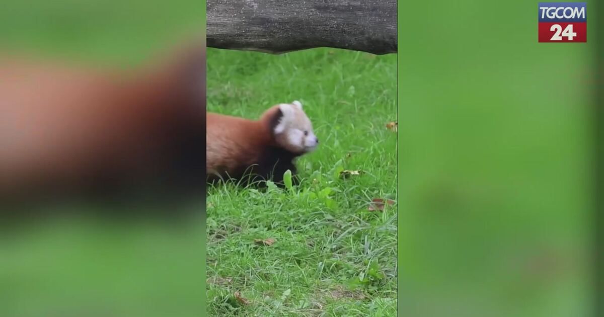 Tgcom24: Germania, il cucciolo di panda rosso muove i primi passi allo zoo Video | Mediaset Infinity