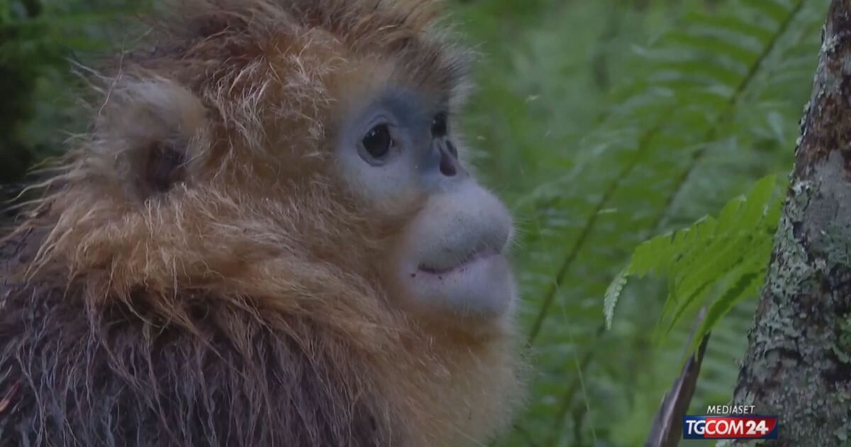 Tgcom24: Basta panda: ora la Cina punta sulle scimmie dal naso dorato Video | Mediaset Infinity