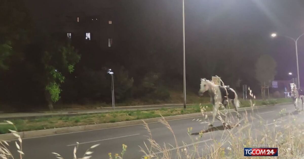 Tgcom24: Cavalli in fuga a Roma, il racconto dell'agente ferita: "La ...