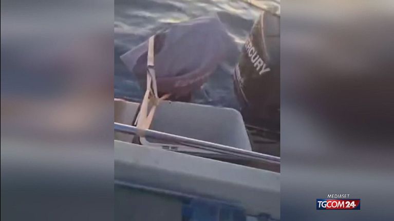 Tgcom24: Livorno, squalo Mako abbocca all'amo di due pescatori Video ...