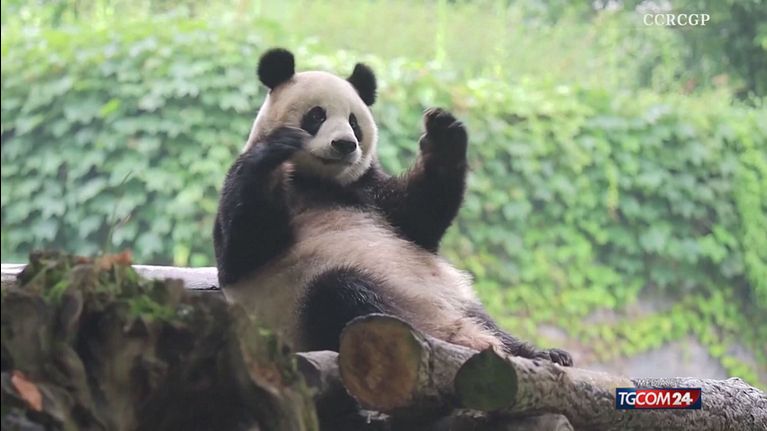 Tgcom24: Cina, due panda giganti usano un tronco come "gratta-schiena ...