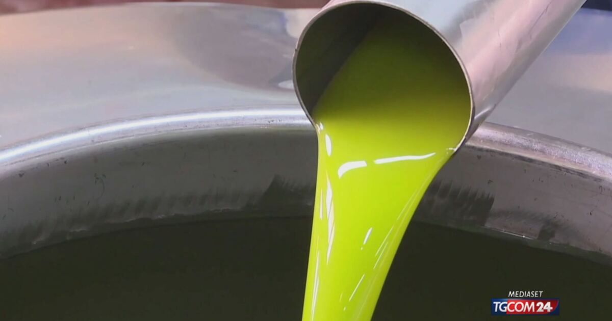 Tgcom24: Allarme olio falso: "Otto bottiglie su dieci non sono ...